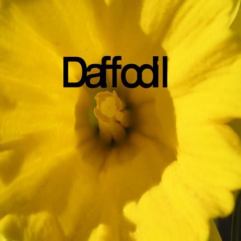 Daffodil | PPT