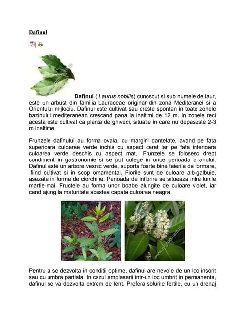 Inmultire lamai prin butasire | PDF