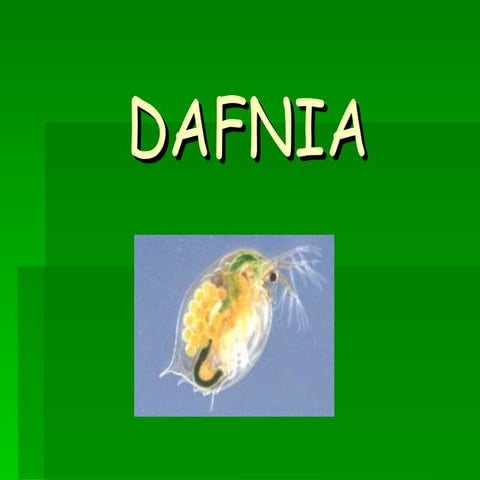 Dafnia | PPT