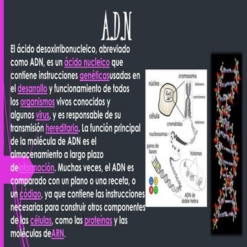 ADN y Síntesis de proteinas | PPTX | Genetics | Science