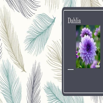 Dahlia | PPT