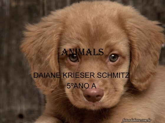 Animals | ODP
