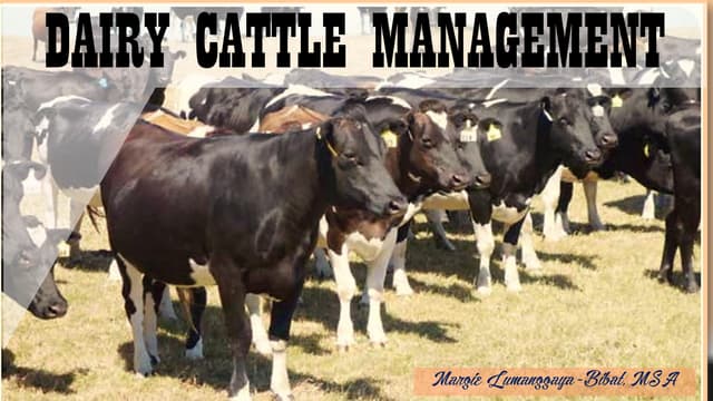 Dairy cattle breeds | PDF