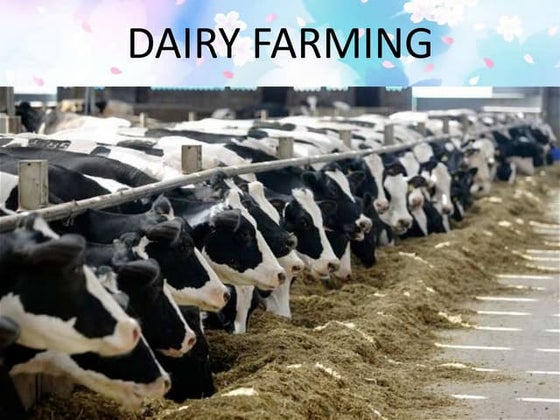 Dairy farming –process | PPT