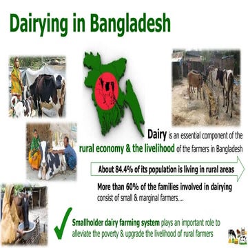 Jersey breed of cattle | PDF