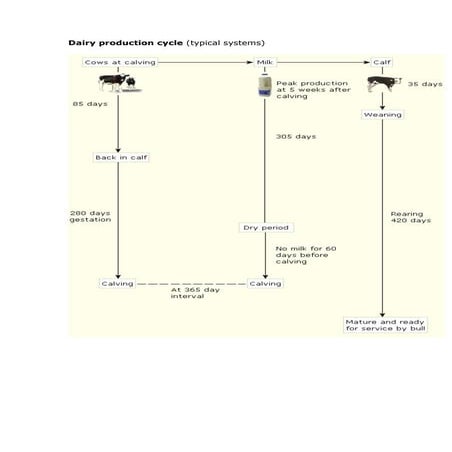 Dairy production cycle | DOC