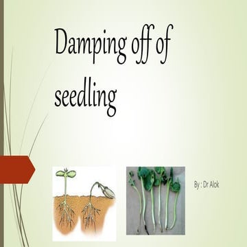 Damping off of seedling | PPTX