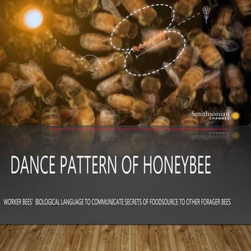Dance pattern of honeybee | PPTX