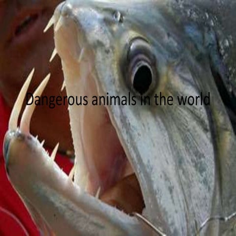 Dangerous animals in the world | PPTX