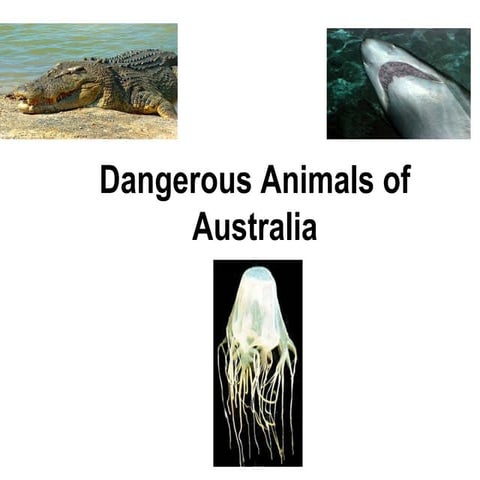 Dangerous Animals of Australia | PPT