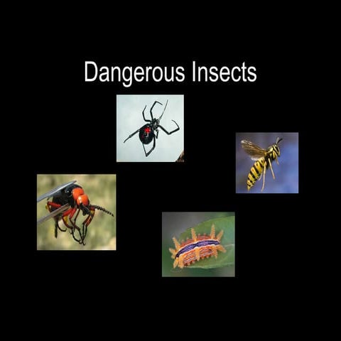 Dangerous Insects | PPT