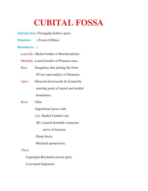 Gross Anatomy of the Cubital Fossa and its Contents | PPTX
