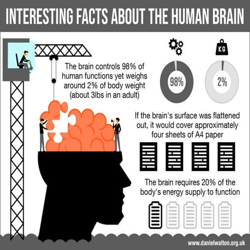 Interesting Facts About the Human Brain | PPT