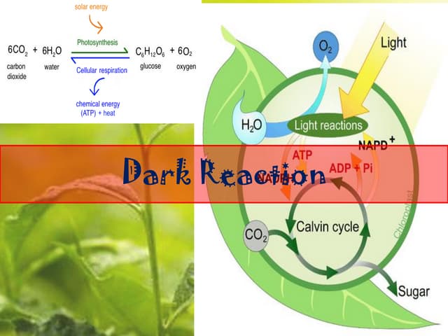 Light independent reactions of photosynthesis | PPTX