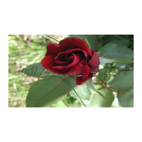 Dark Red Rose | PDF