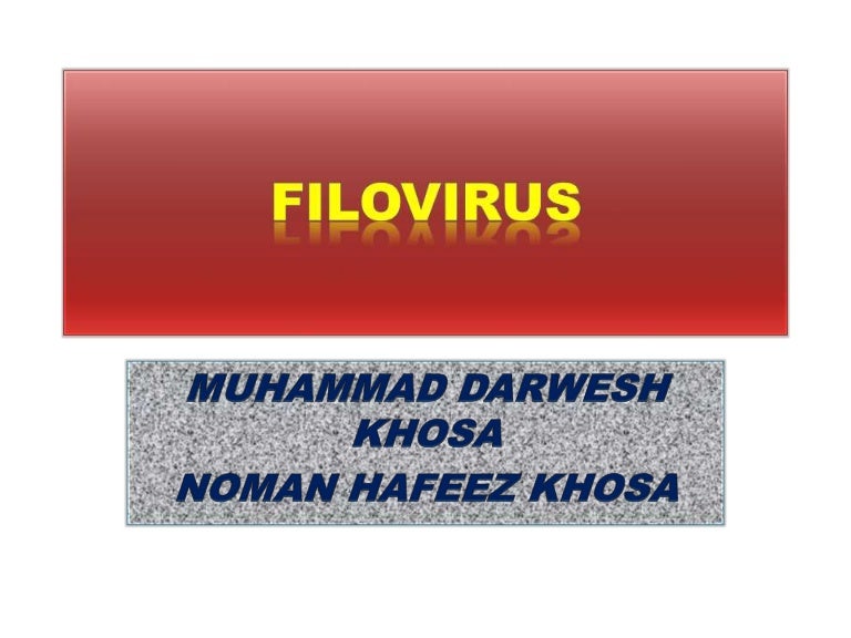 filovirus