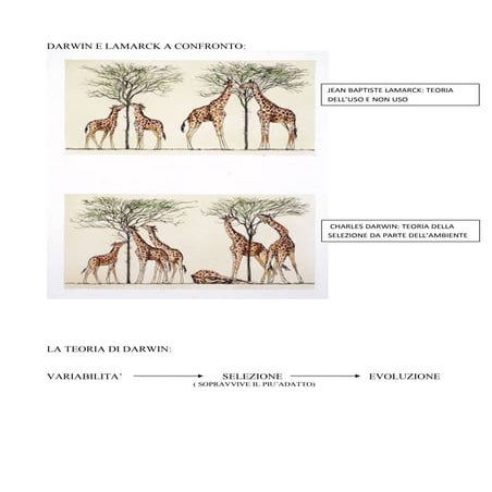 La teoria di Charles Darwin | DOC | Biological Sciences | Science