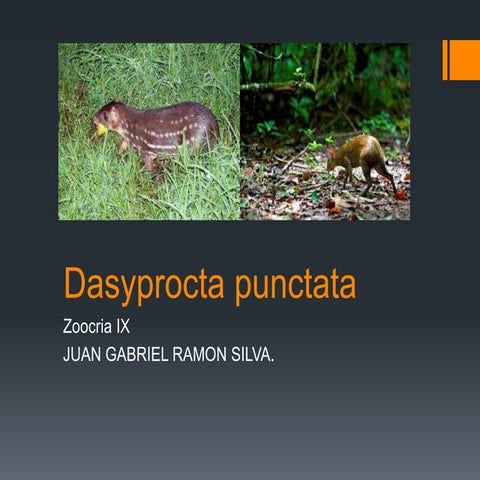 Dasyprocta punctata expo gabo | PPTX