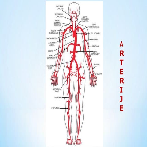 Aorta drugi deo | PPT