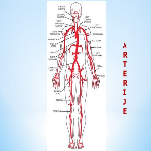 Aorta II deo | PPT