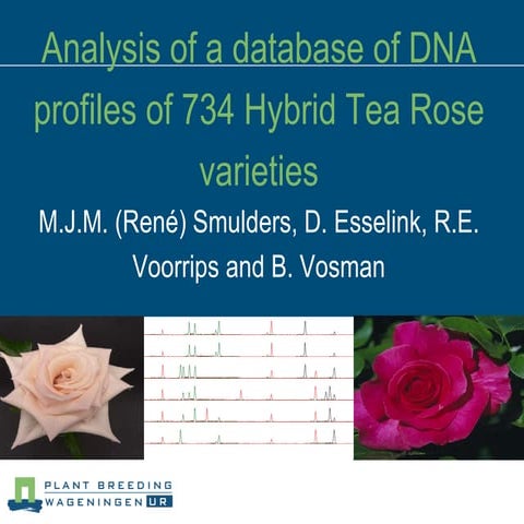 Database Of Rose Varieties Eucarpia Leiden 2009 | PPT
