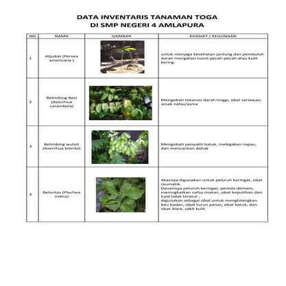 Ethnobotany - Plant Taxonomy Chichirica (Catharanthus roseus)