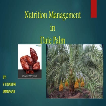Date palm nutrition management | PPTX