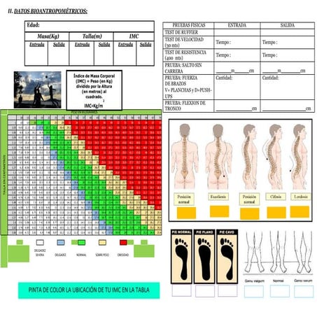 datos antropomorficos.docx
