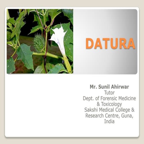 Datura or deliriant poisoning by Mr.Sunil Ahirwar (Forensic Expert ...