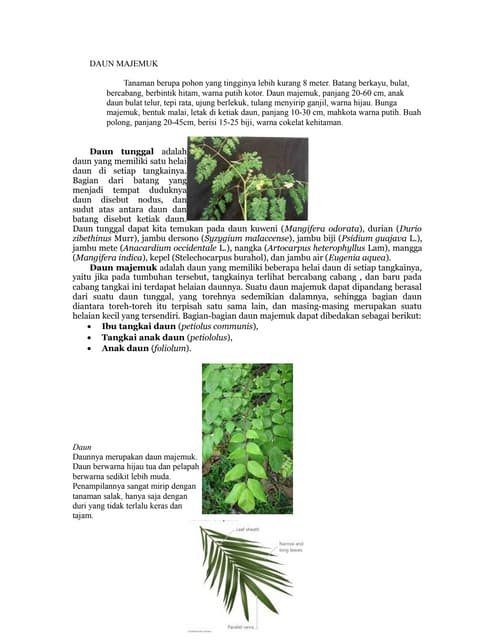 Acanthus ilicifolius.docx