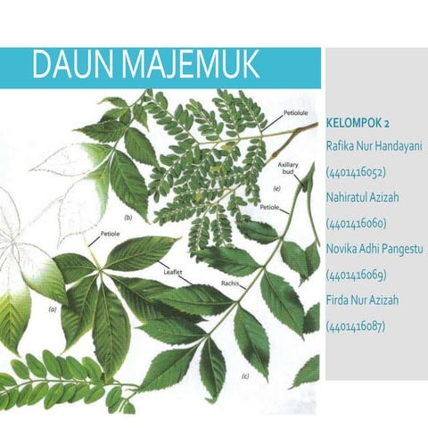 PPT Morfologi Tumbuhan - Tata Letak, Rumus, dan Diagram Daun | PPTX