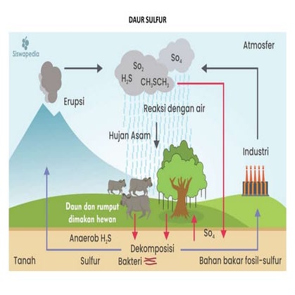 Daur biogeokimia | DOCX