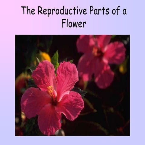 REPRODUCTIVE PARTS OF A FLOWER FOR GRADE 5 | PPT