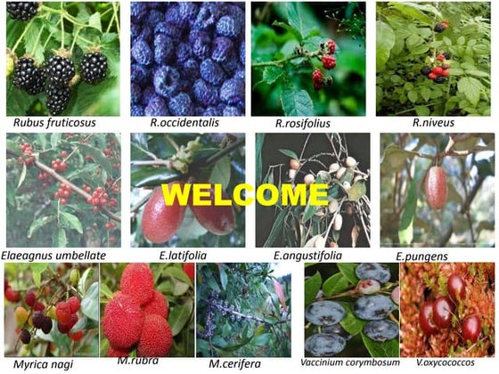 Fruit Drop in Horticulture Crops.pptx