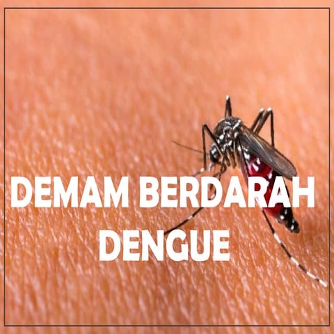Demam berdarah dengue in daily life.pptx