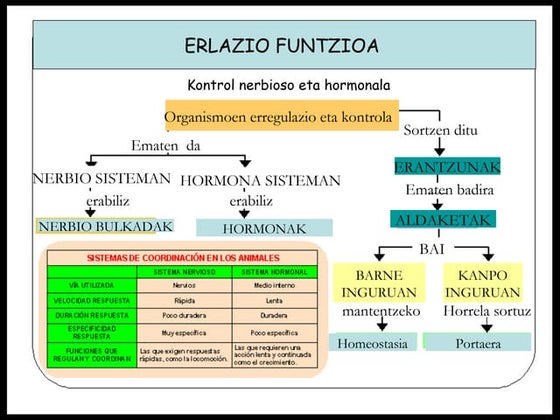 Nerbiosistema dbh3 | PPT