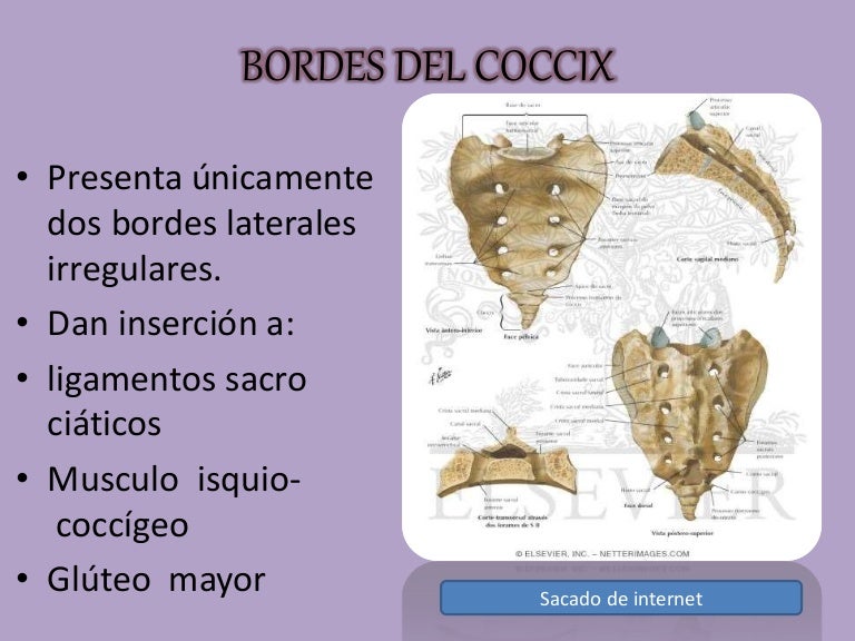 coccix