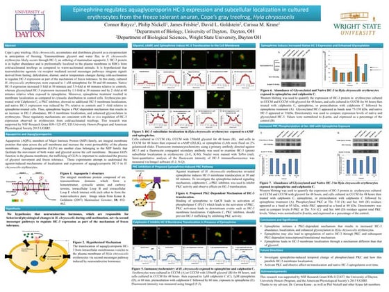 B. Hodges NIH Amgen Poster Presentation | PPTX | Blood Disorders | Diseases and Conditions