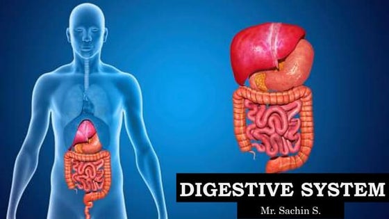 Digestive system Grade 5 igcse easy notes | PPT | Digestive Disorders ...