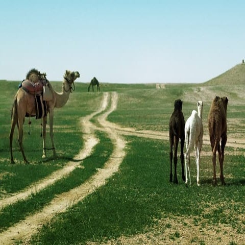 Arabic Nature Photos | PPT