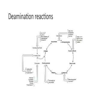 Deamination reactions (Mekanisme Deaminasi).pptx