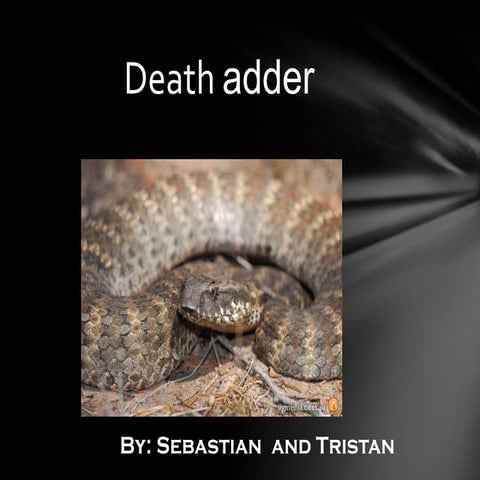 The Death adder | PPTX