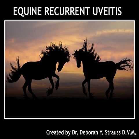Deborah Y. Strauss, D.V.M: Equine Recurrent Uveitis | PDF