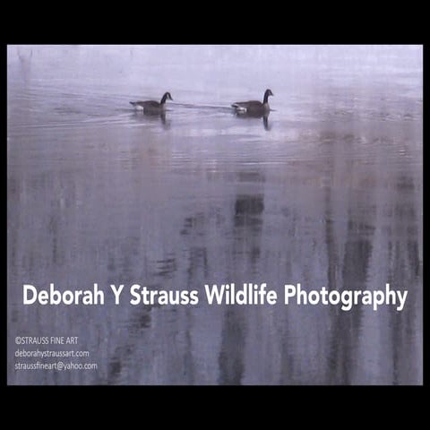 Deborah Y. Strauss DVM: Wildlife Photography | PDF