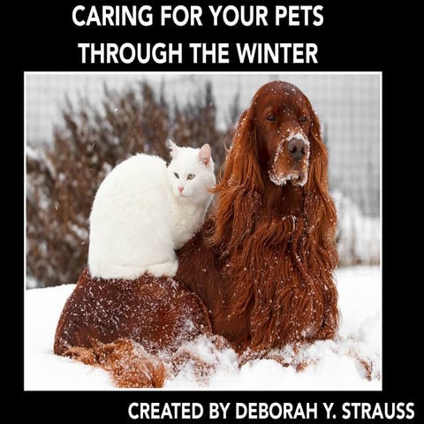 Deborah Y. Strauss, D.V.M: Caring For Your Pets Through The Winter ...