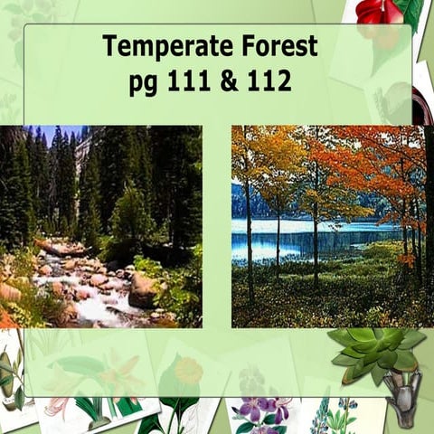 Sec1 - Deciduous & Coniferous Forest | PPT