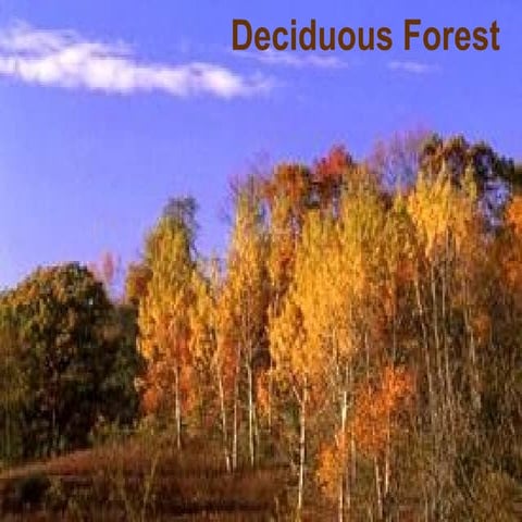 Deciduous Forest | PPT