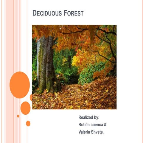 Deciduous forest | PPT