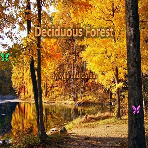 Deciduous Forest | PPTX | Geography | Science