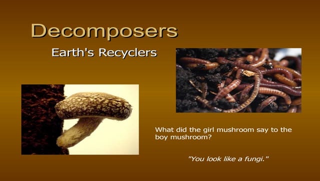 Define Decomposer